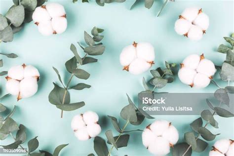 신선한 유칼립투스 브랜스와 코튼 플라워 헤드로 만든 창의적인 프레임 개념에 대한 스톡 사진 및 기타 이미지 개념 고풍스런 공휴일 Istock