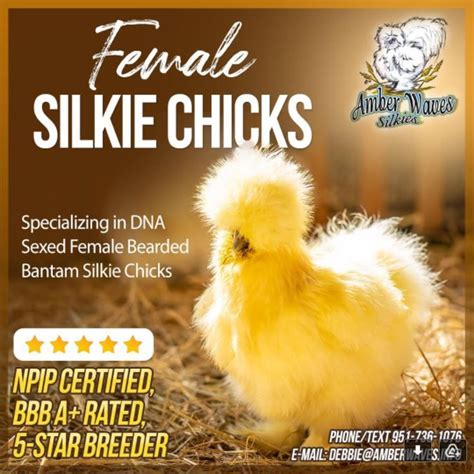 Silkies For Sale Silkies Bantam Breeders
