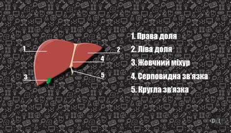 Цікаві факти про печінку Факт дня українською