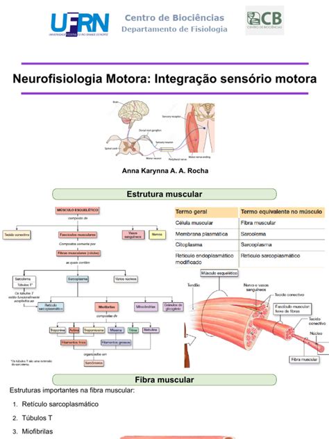 Neurofisiologia Motora E Reflexos Musculares Pdf Neurônio Motor