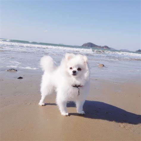 애견동반 여행 태안 안면도 애견펜션 1박 2일 네이버 블로그