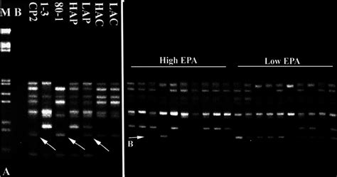 bulk segregant analysis for epa using primer opq 10 a band opq10 700