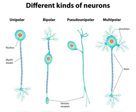 What Is The Somatosensory Cortex With Pictures
