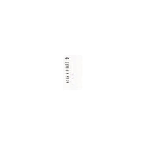 Buy Slc19a1 Antibody Axil Scientific
