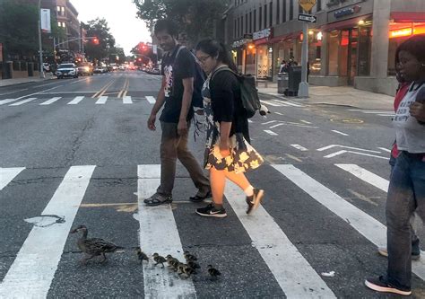 Filhotes de pato são resgatados após queda em bueiro em avenida de Nova York Mundo Natureza