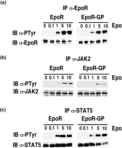 Self Assembly Of The Transmembrane Domain Promotes Signal Transduction