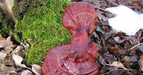 Ganoderma Lucidum Ganoderma Caffè