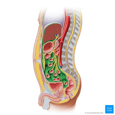 Peritoneum And Peritoneal Cavity Anatomy And Function Kenhub