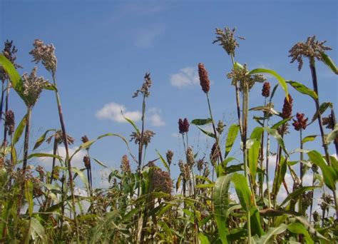Millets इन तस्वीरों से मोटे अनाजों को आसानी से पहचाने Identify