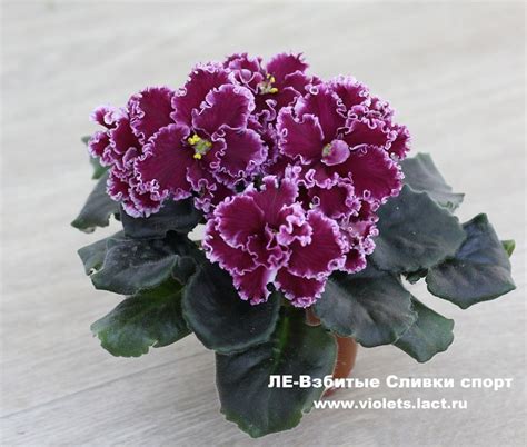 Мои фиалки, каталог на сайте www.violets.lact.ru | Африканская фиалка ...