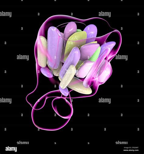Computer Illustration Of Hypothalamic Nuclei Showcasing The Brains