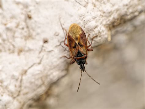 Insect Bug Macro Close Free Photo On Pixabay Pixabay