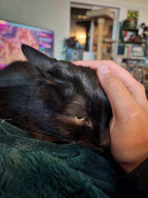 Every Night Loki Insists On Using My Hand As Some Sort Of Face Rest And