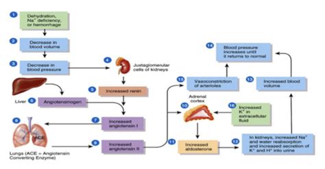 Renin Angiotensin System Flashcards Quizlet