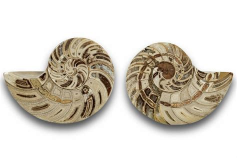 3 Jurassic Cut And Polished Nautilus Cymatoceras Fossil Madagascar 246165 For Sale