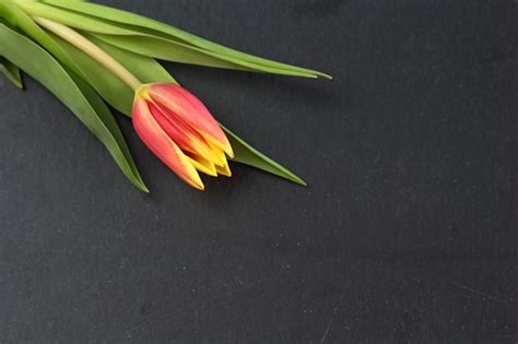노란 붉은 꽃 튤립 꽃다발 녹색 잎과 줄기에 검은 슬레이트 배경 평면 누워 상단 보기 텍스트에 대 한 무료 복사 공간 0명에