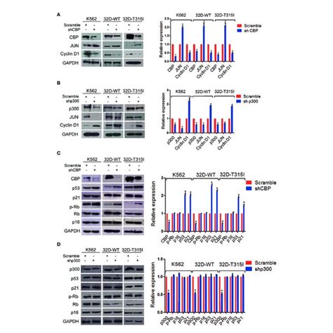 Down Regulation Of Creb Binding Protein Cbp Increased Senescent