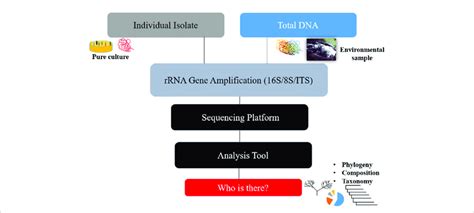 A Brief Illustration Of The Rrna Gene Amplification Approach And Its