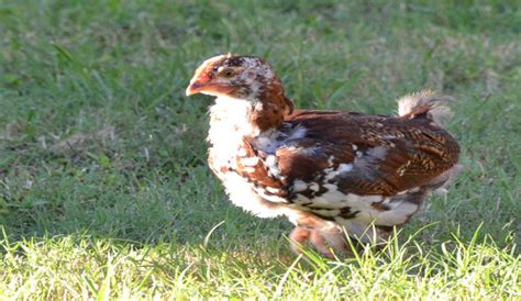 15 Terms Every Chicken Keeper Needs To Know Hobby Farms