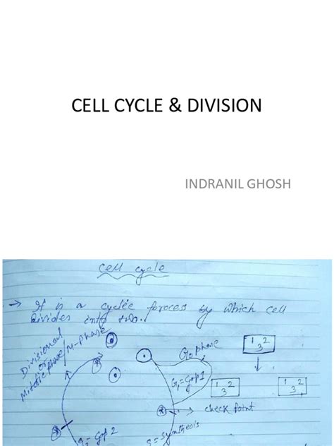 Understanding Cell Cycle And Division Pdf