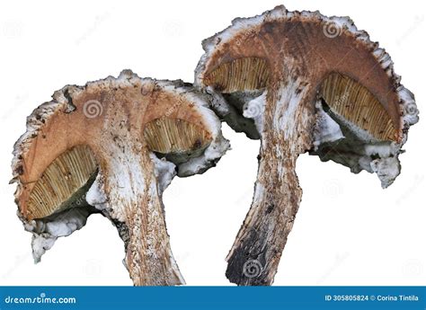 Strobilomyces Strobilaceus Old Man Of The Woods On White Background