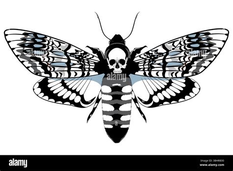 Moth Dead Head Stock Vector Image And Art Alamy