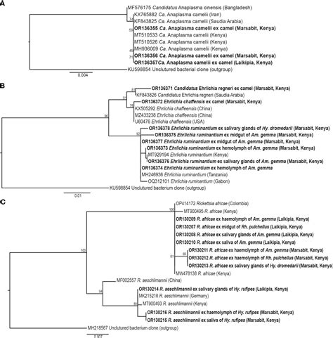 Frontiers Tissue Specific Localization Of Tick Borne Pathogens In
