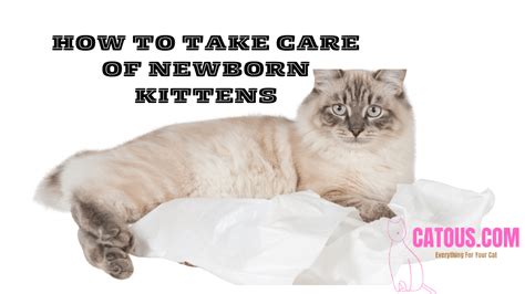 Newborn Kittens Empowered Guide How To Take Care Of 6