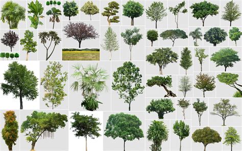 2d Plants 49 Png Pack 10 3d Cgtrader