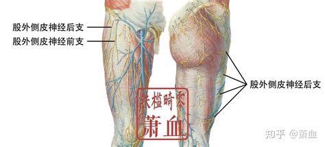 周围神经｜股外侧皮神经 知乎
