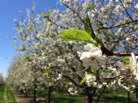 Door County Will Be Covered In Cherries Soon Photo By Alyssa Bloechl