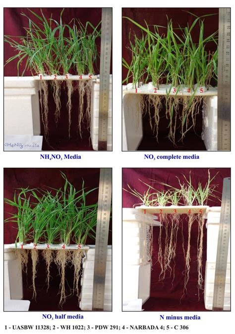 Phenotype With Respect To Root And Shoot Traits Of Different Bread