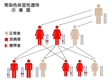 哪些人群适合赴美做试管婴儿？｜hrc Fertility美国hrc