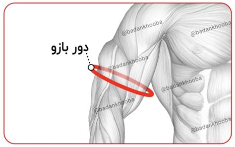 راهنمای اندازه گیری سایز عضلات