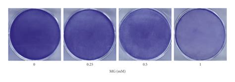 Inhibitory Effect Of Mg On The B16f10 Mouse Melanoma Cells A Images