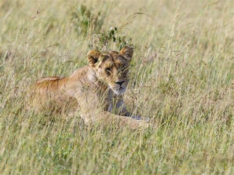 Wild Lioness Lying Down In The Grass At The Savanna And Looking At Camera Stock Image Image Of