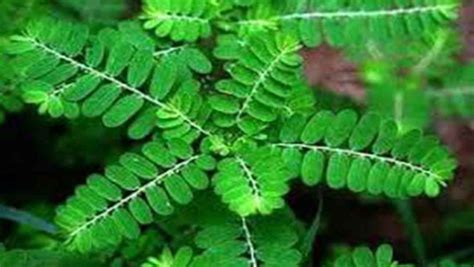 Mengenal Daun Tunggal Dan Majemuk Cepatnet Vrogue Co