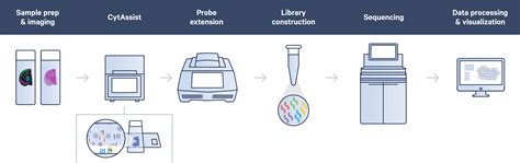 X Visium Digital Spatial Gene Expression Biochain Institute Inc