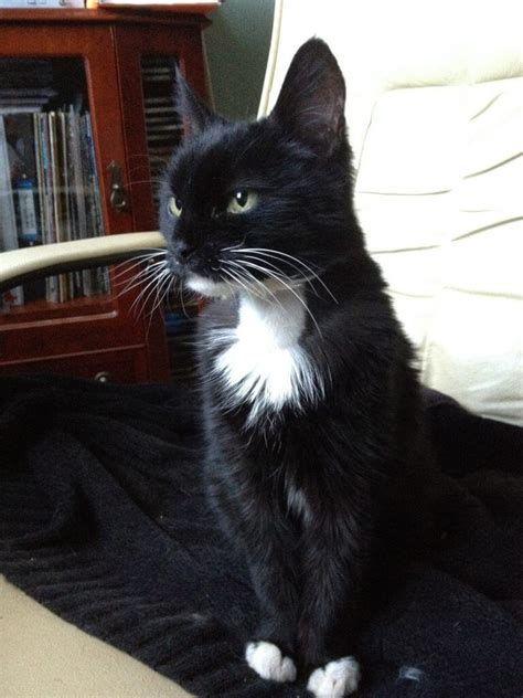 Causes The Hyperthyroid Cat Centre