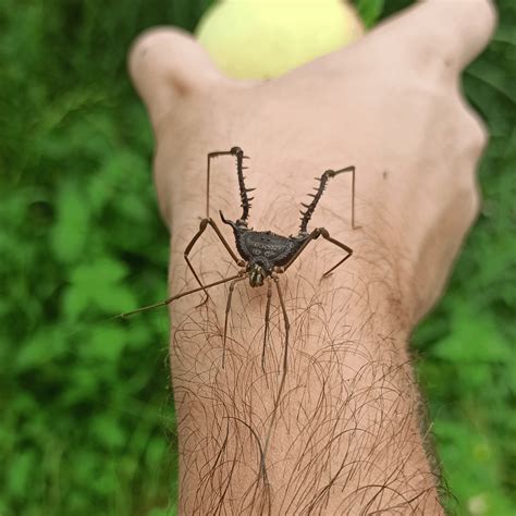 What Type Of Bug Is This Found In South Brazil Rinsects