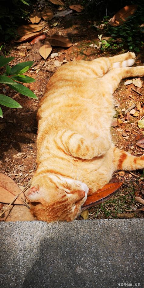 做一只有人投喂的流浪猫其实也不错 搜狐大视野 搜狐新闻