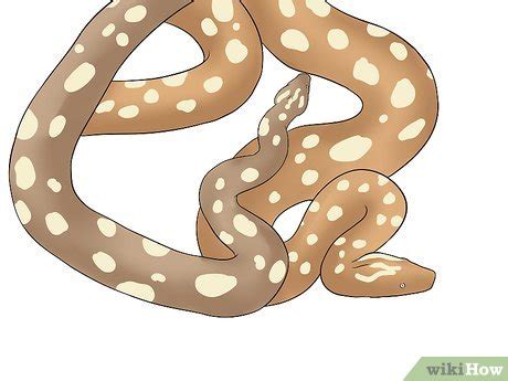 How To Breed Ball Pythons With Pictures WikiHow Pet