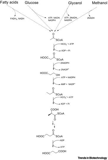 Acetyl Coa Carboxylase Pathway