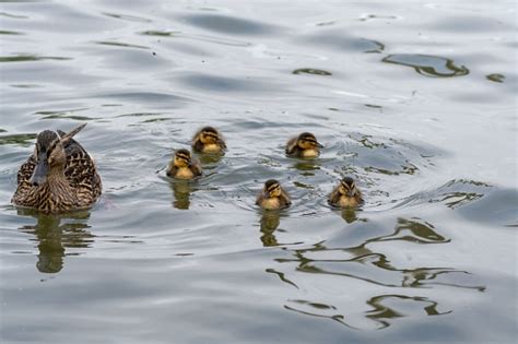 호수에 있는 암컷 청둥오리 오리와 다섯 마리의 새끼 오리가 가까이에서 헤엄치고 있다 강에 대한 스톡 사진 및 기타 이미지 강 거위 새 귀여운 Istock