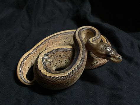 Morph List World Of Ball Pythons