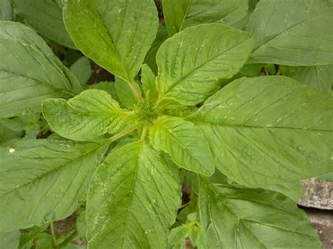 Pigweed Identification Vrogue Co