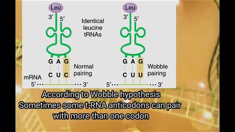 Wobble Hypothesis Biochemistry Protein Synthesis Codon And Anti