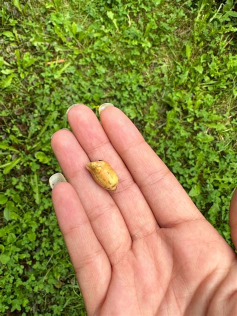 What Is This Is It A Plant A Bug Help I Have No Idea Found It In