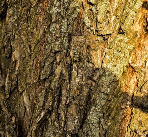 Macro Shot Of A Tree Bark Large Structural Texture Stock Image Image Of Grunge Design 195246915