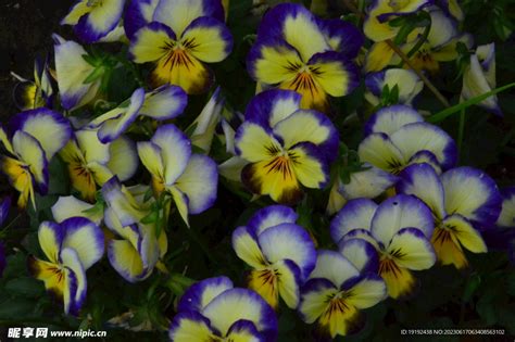 角堇 摄影图花草生物世界摄影图库昵图网